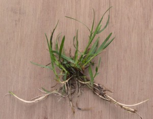 Poa Pratense - Caratteristiche | Bestprato