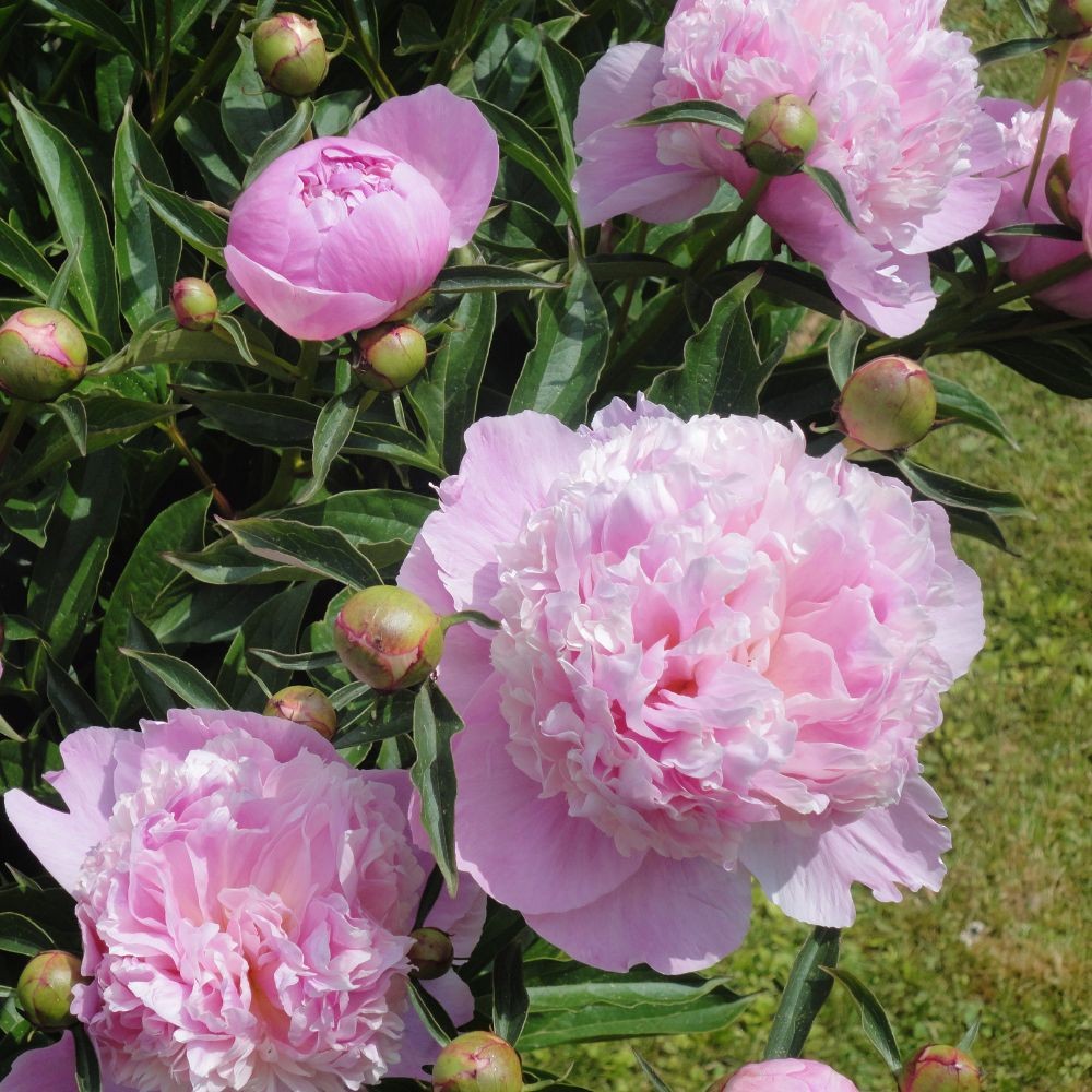 Il Blog di Bestprato.com - Consigli di Giardinaggio Pratico